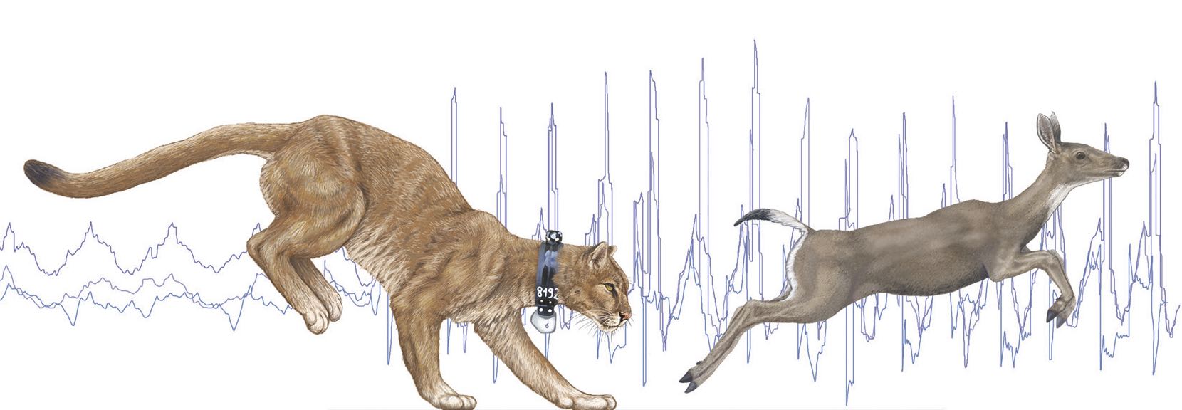 People make pumas eat and run